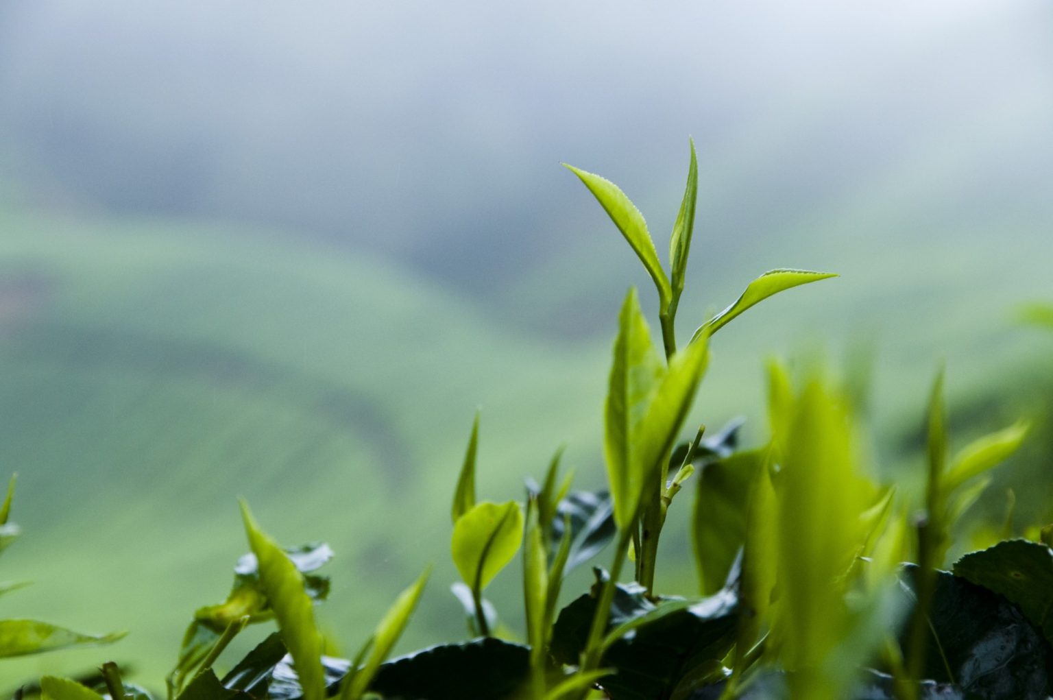 The ESG backlash: manage sustainability risk now or pay later - Sancroft